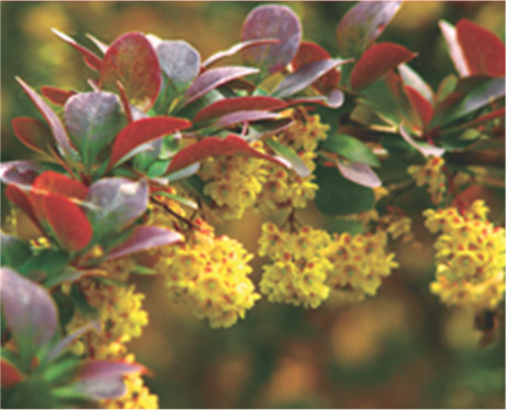 Plant Id Cards - The easiest way to learn plants