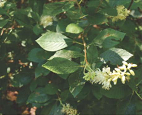 Plant Id Cards - The easiest way to learn plants