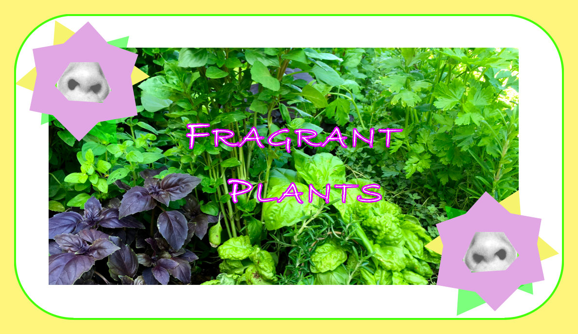 FRAGRANT PLANTS – Plant ID Cards Blog
